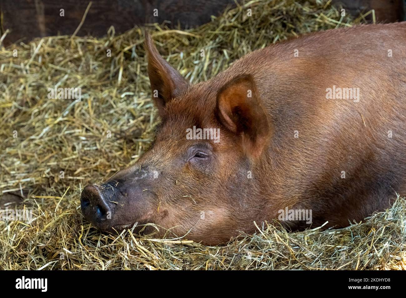 Chimacum, Washington, USA. Tamworth Pig piglet portrait Stock Photo - Alamy