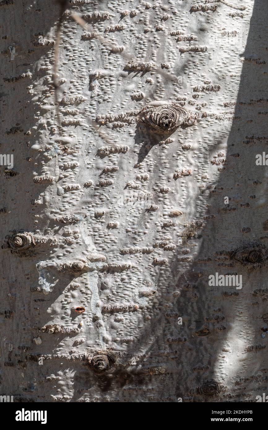 Aspen bark texture. Aspen tree bark detailed texture. Populus tremula ...