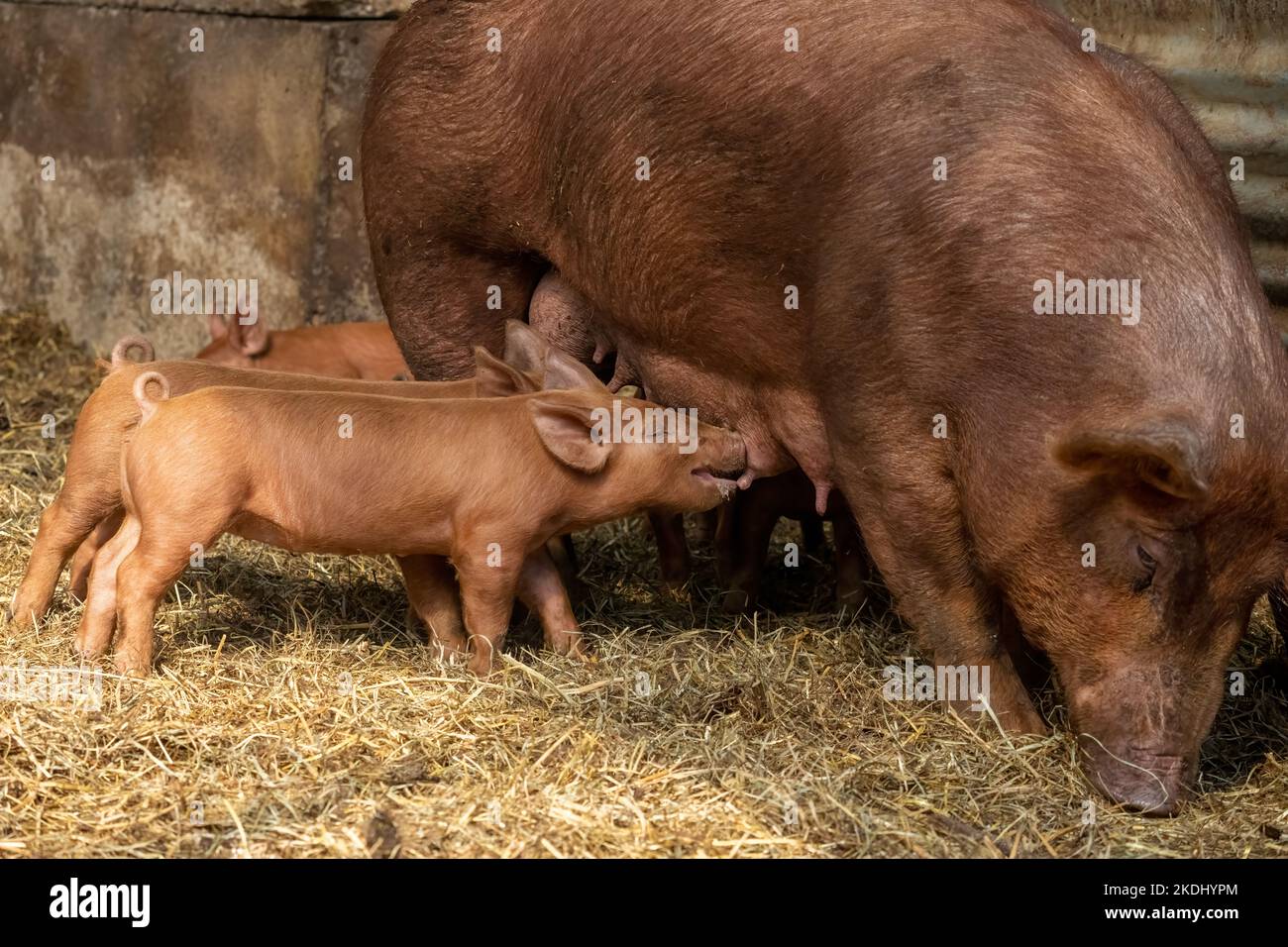 Sow suckling piglets straw hi-res stock photography and images - Alamy