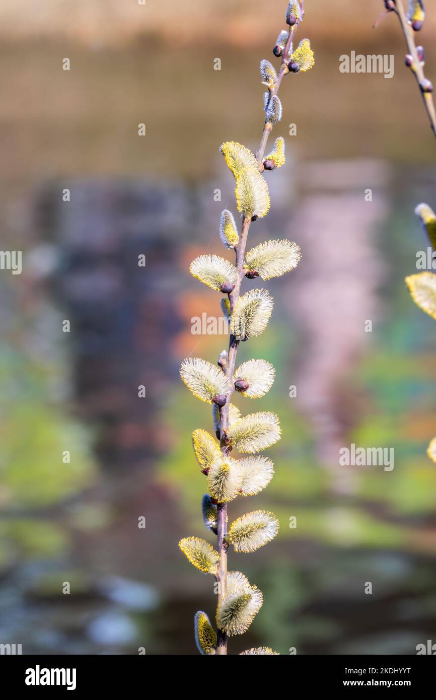 Nature awakes in spring. Blooming willow twigs and furry willow-catkins ...