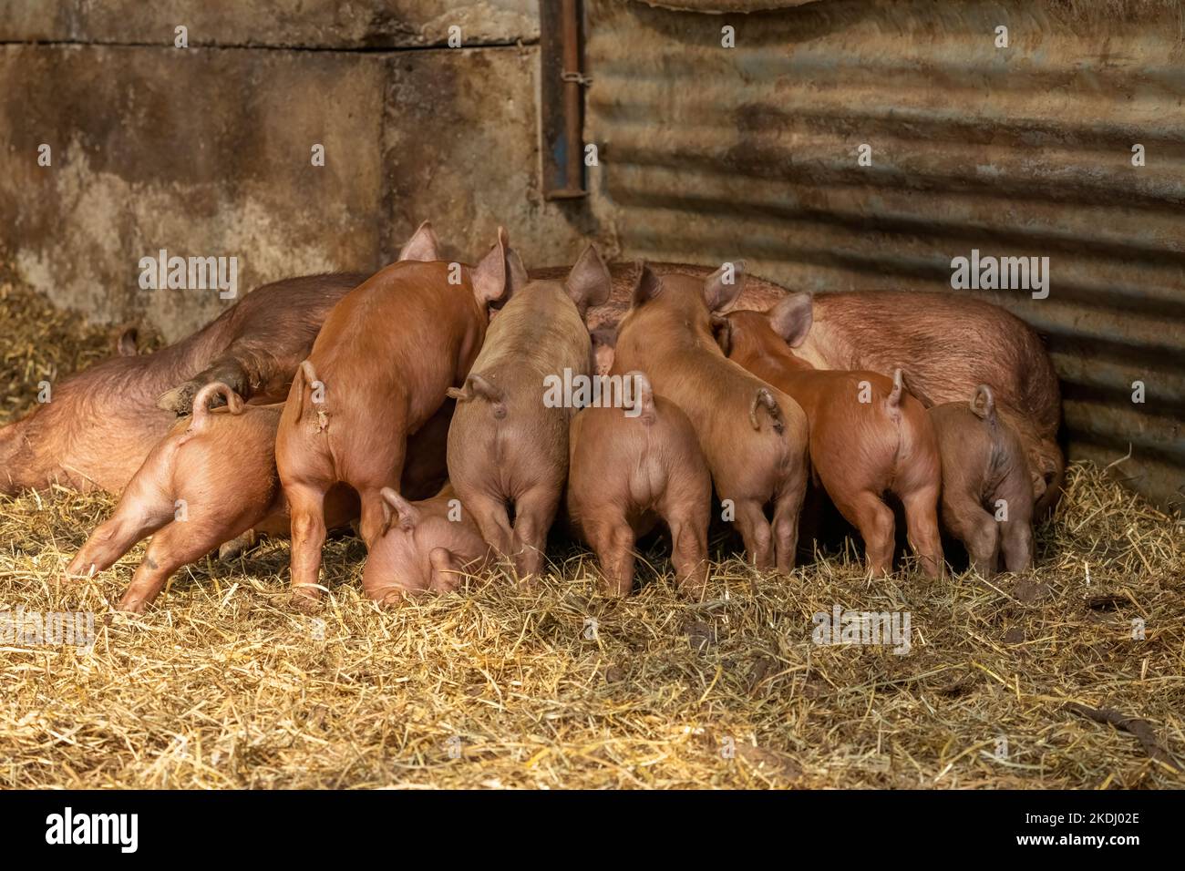 Suckling pig resting hi-res stock photography and images - Alamy
