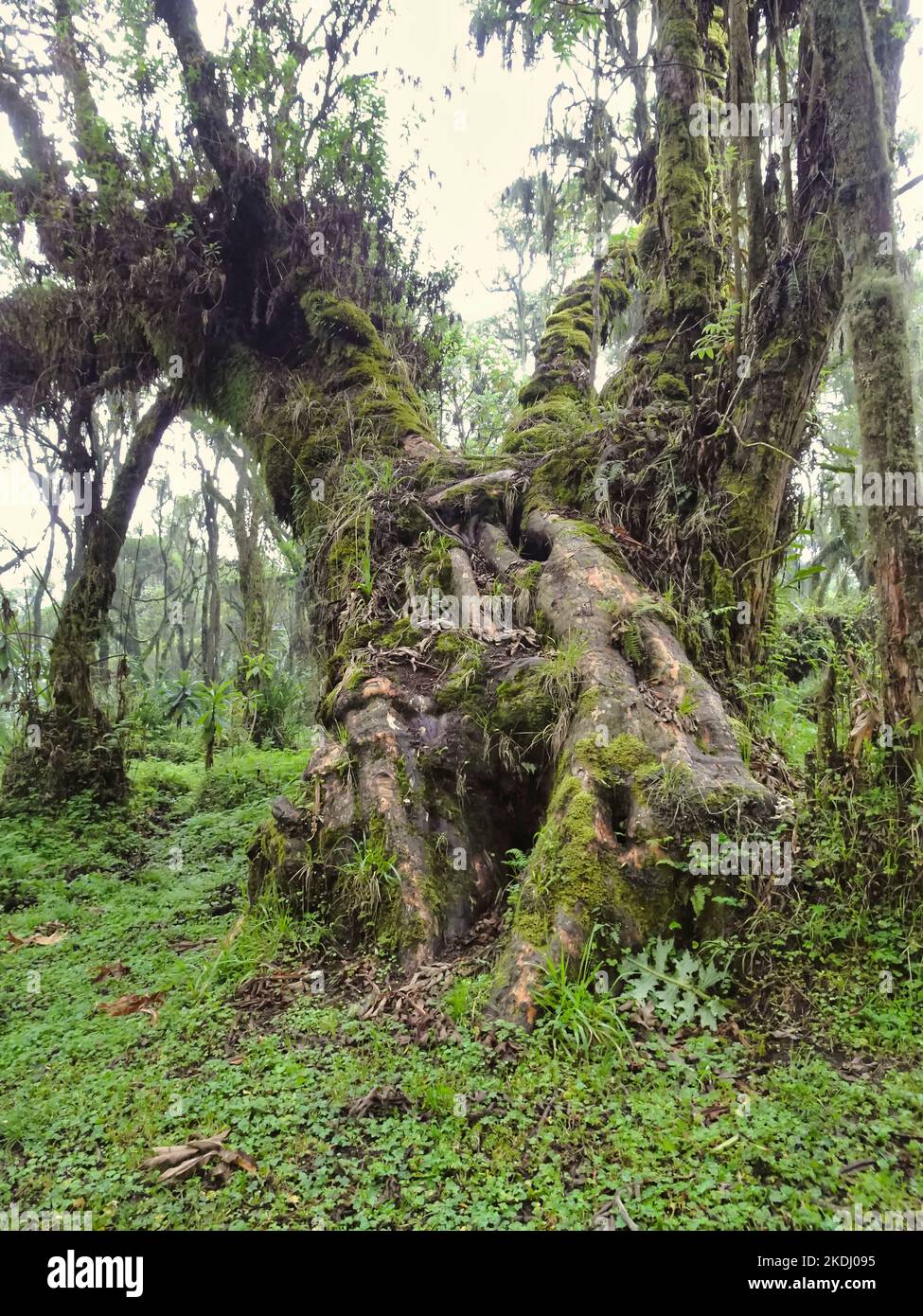 Mount Karisimbi, Rwanda 3rd September 2022 Old tree in the rain forest ...