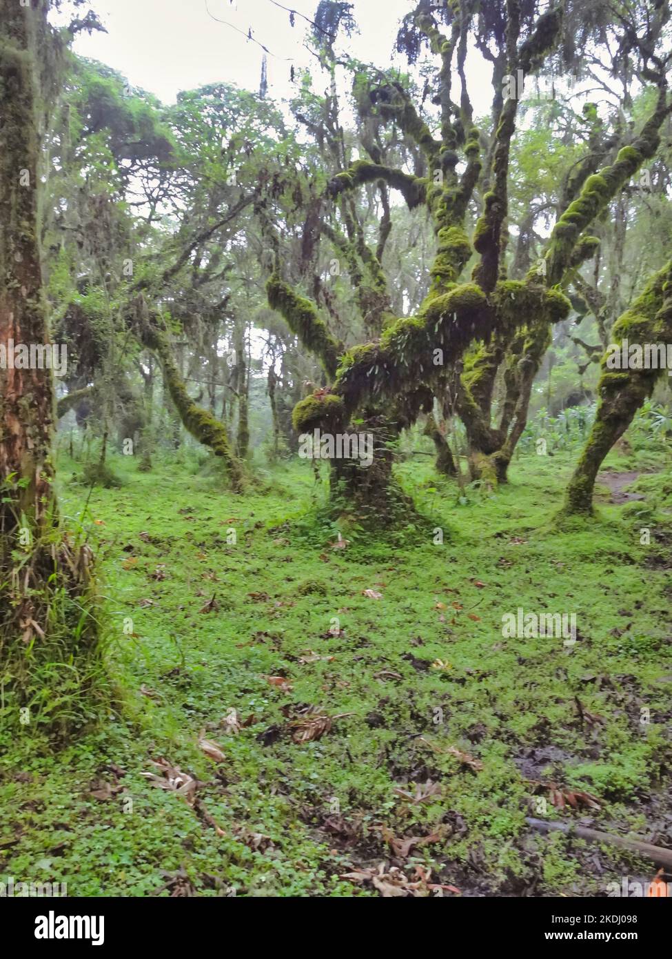 Mount Karisimbi, Rwanda 3rd September 2022 Old tree in the rain forest ...