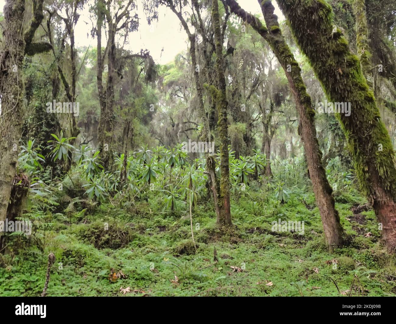 Mount Karisimbi, Rwanda 3rd September 2022 Trees in the rain forest on ...