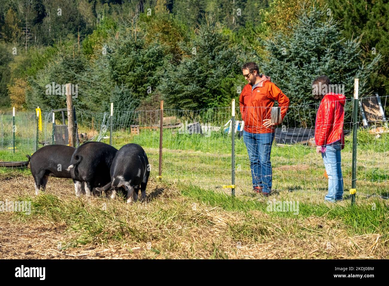 Pigs farm man hi-res stock photography and images - Alamy