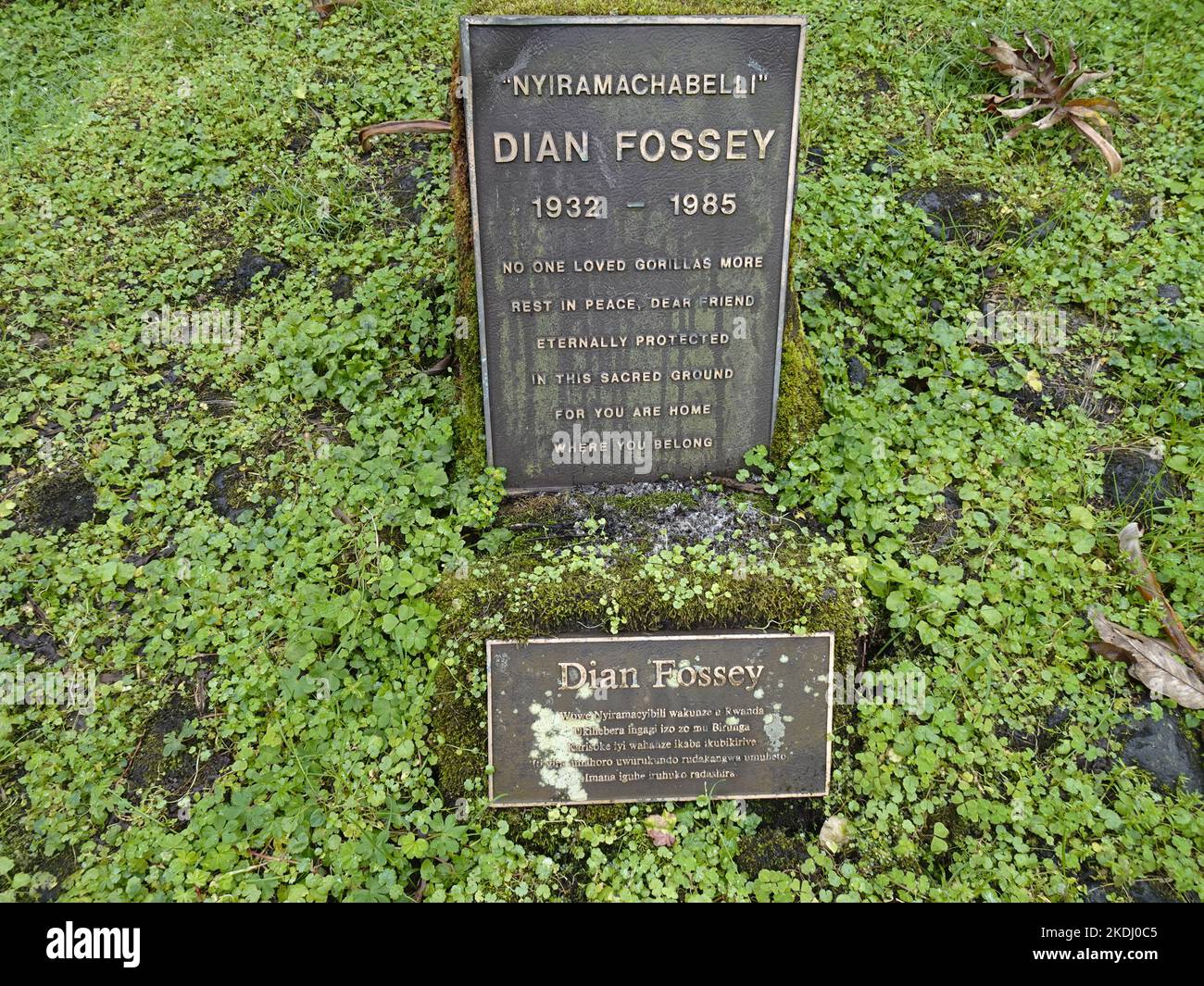 Mount Karisimbi, Rwanda 3rd September 2022 Dian FosseyÕs Grave Stone in ...