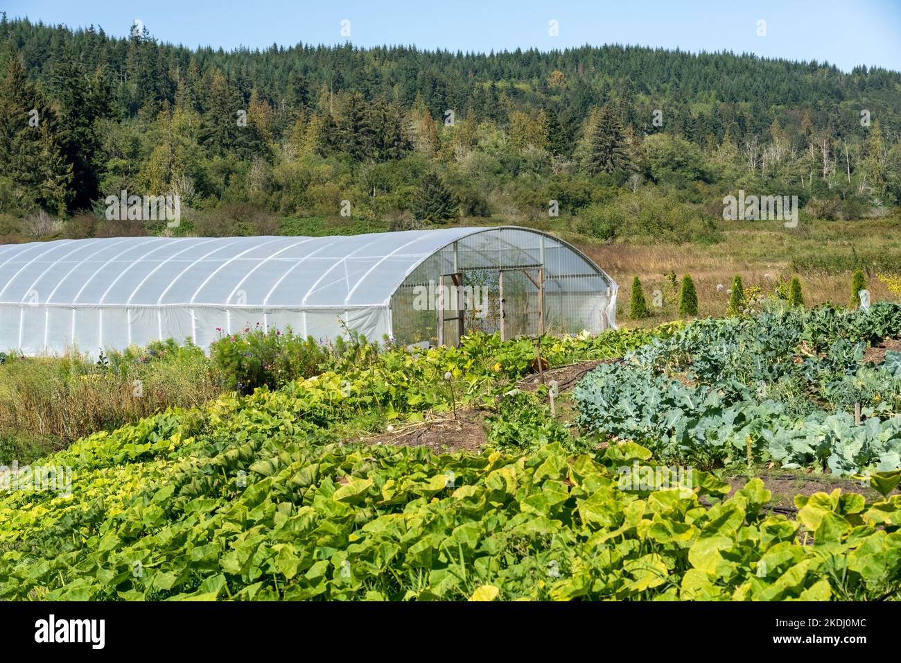 Chimacum, Washington, USA. Various kinds of squash and collard greens ...