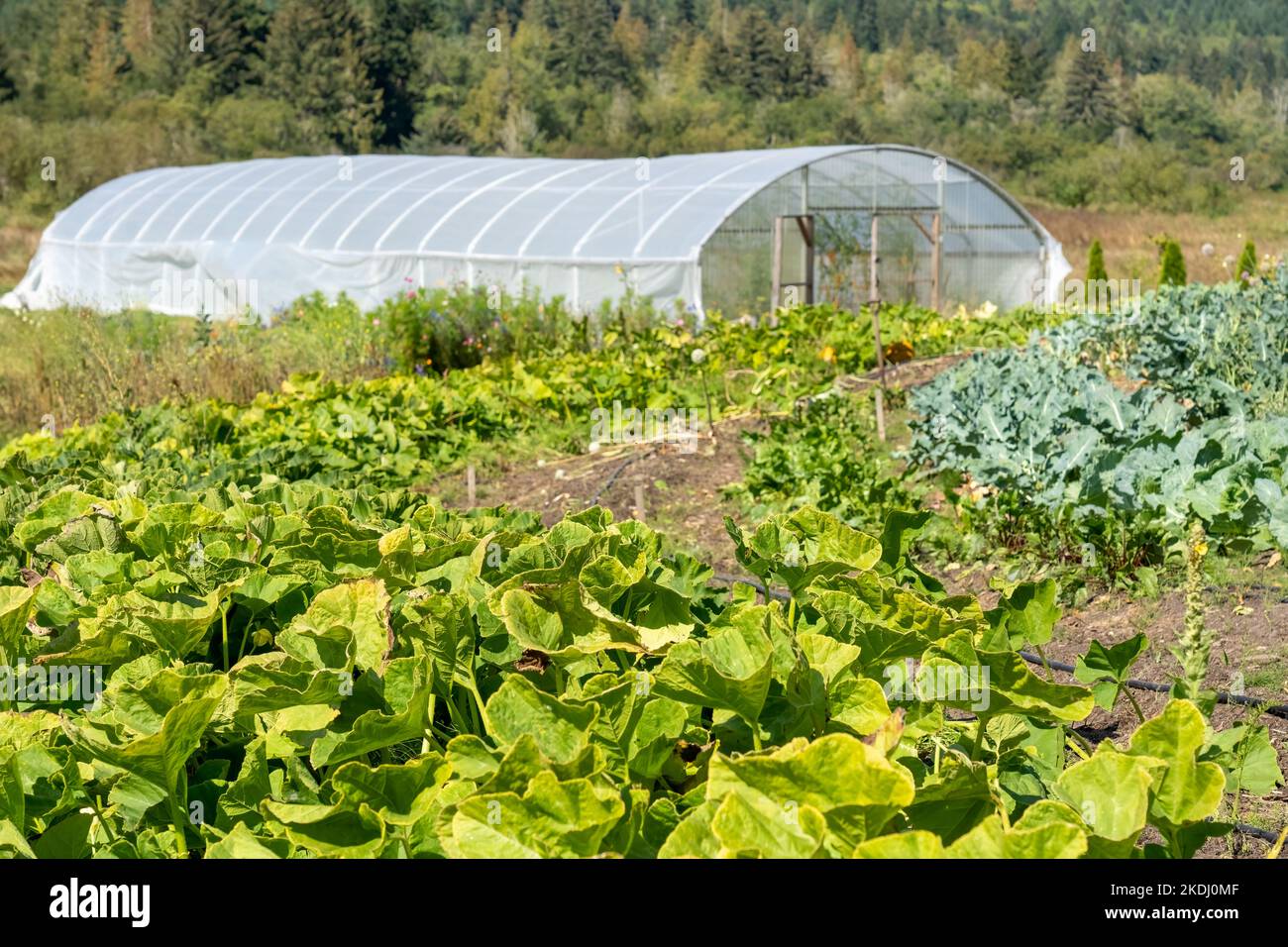 Chimacum, Washington, USA. Various kinds of squash and collard greens ...