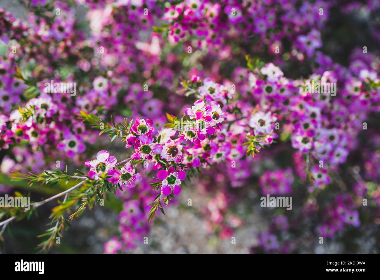 native Australian tea tree plant with pink flowers outdoor in beautiful ...