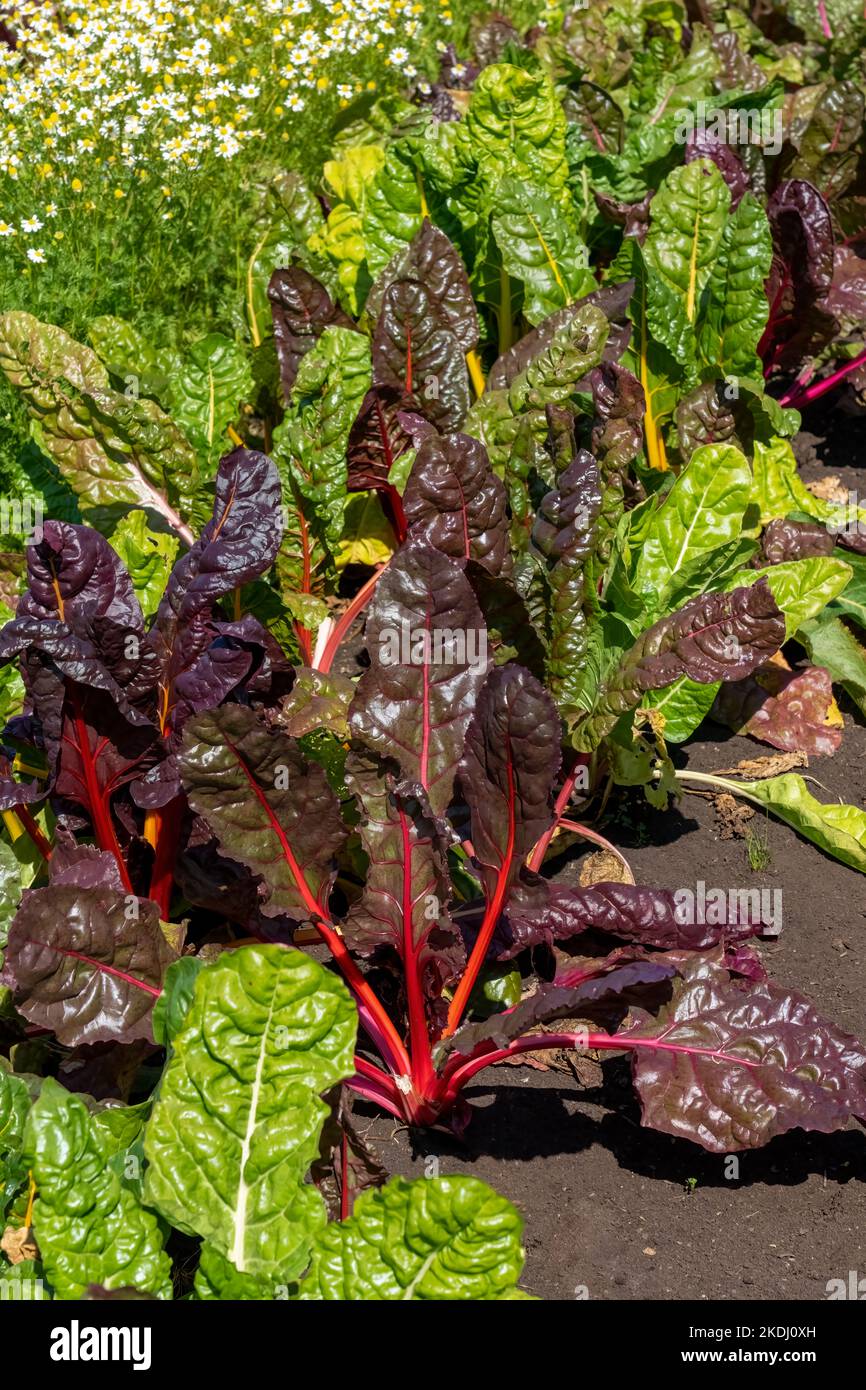 Swiss chard flower hi-res stock photography and images - Alamy