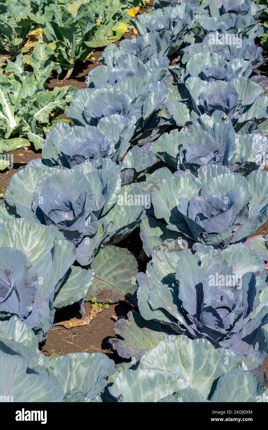 Silver colored hi-res stock photography and images - Alamy