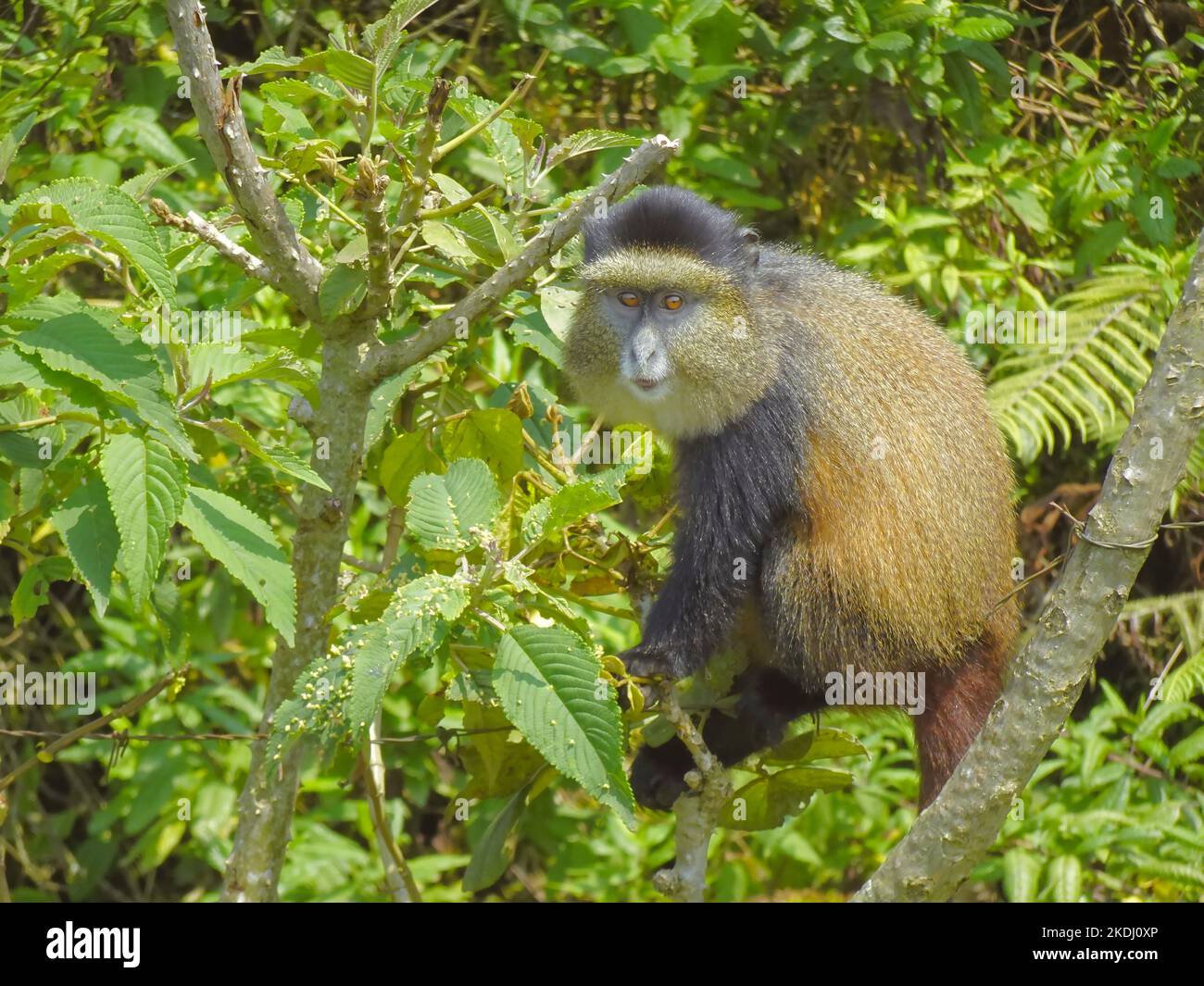 Rwanda, Volcanoes National Park 4th September 2022 Golden Monkey in ...