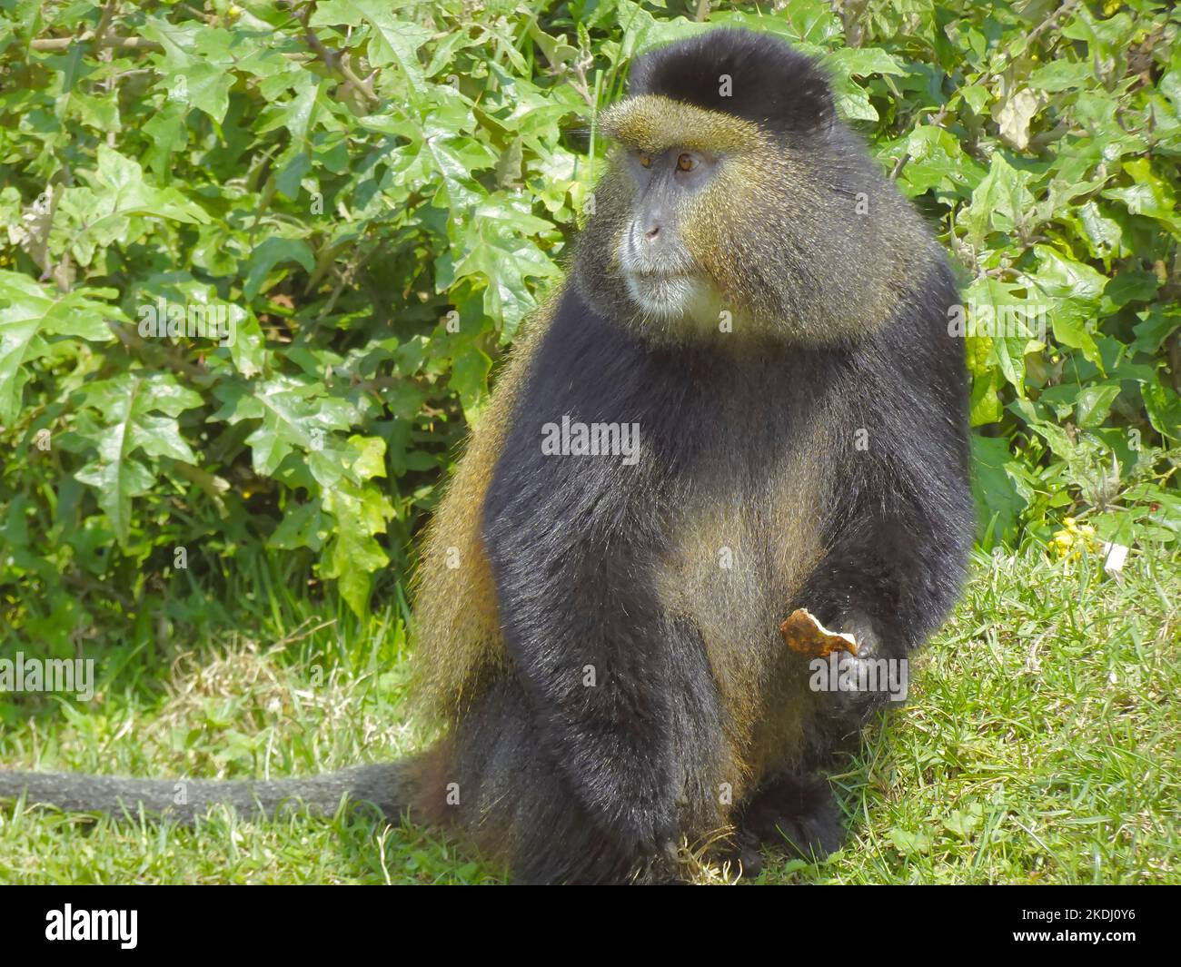 Rwanda, Volcanoes National Park 4th September 2022 Golden Monkey eating ...