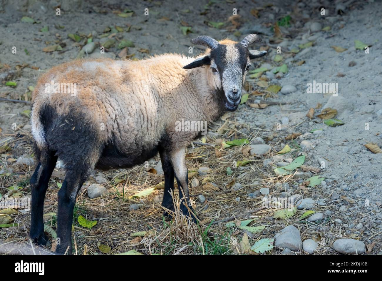 Chimacum, Washington, USA. American Blackbelly Sheep ram standing in a ...