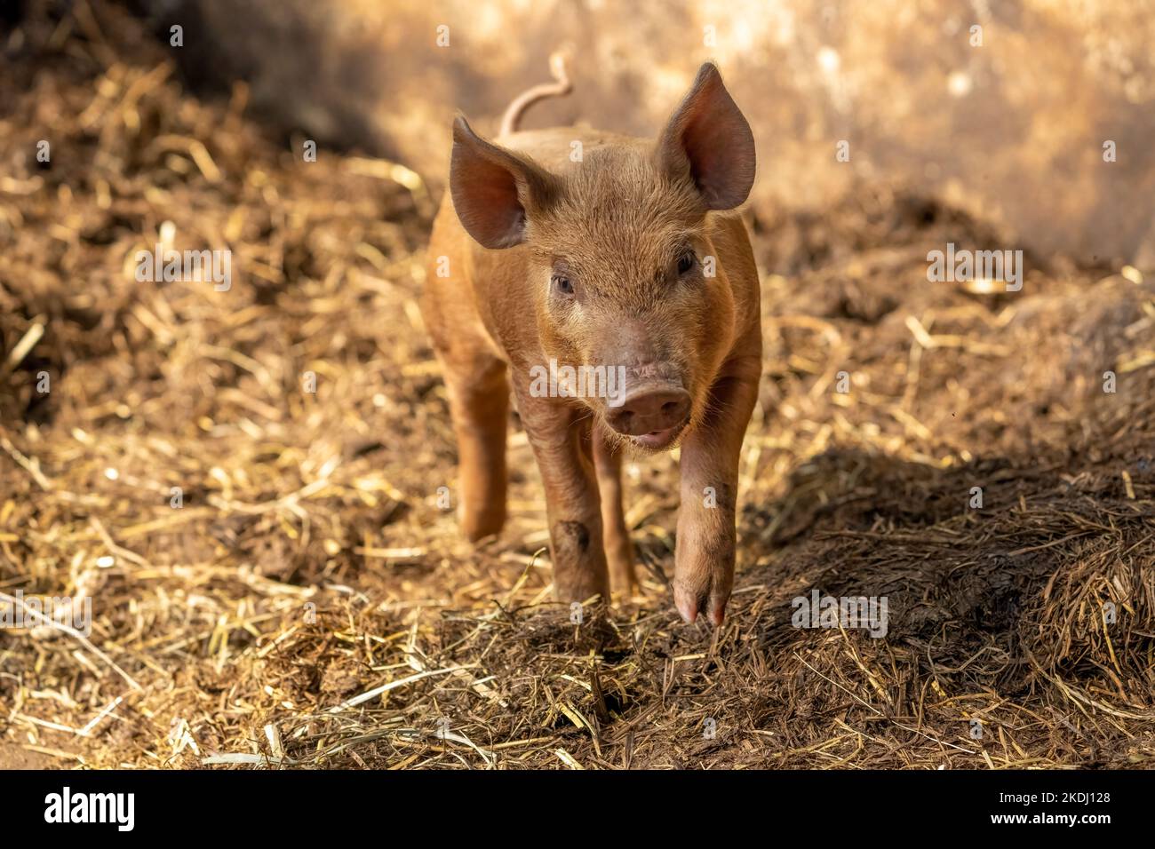 Piglet cute hi-res stock photography and images - Alamy