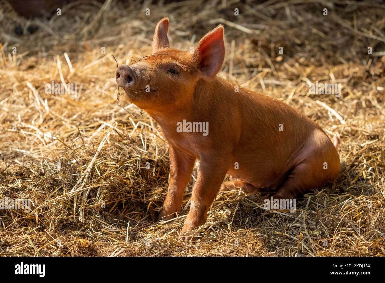 Chimacum, Washington, USA. One week old Tamworth Pig piglet sitting in ...