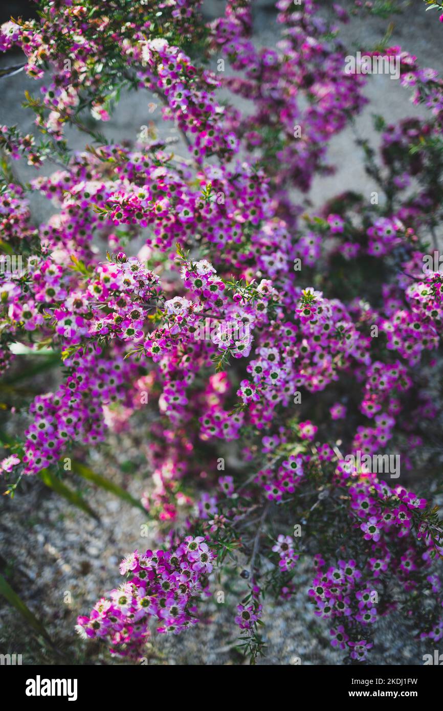 native Australian tea tree plant with pink flowers outdoor in beautiful ...