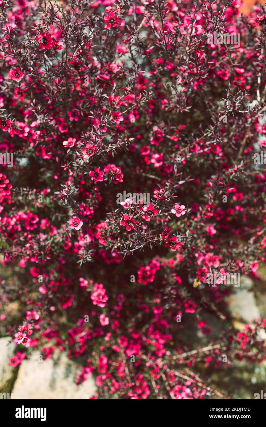 close-up of New Zealand Tea Bush plant with dark leaves and red flowers ...