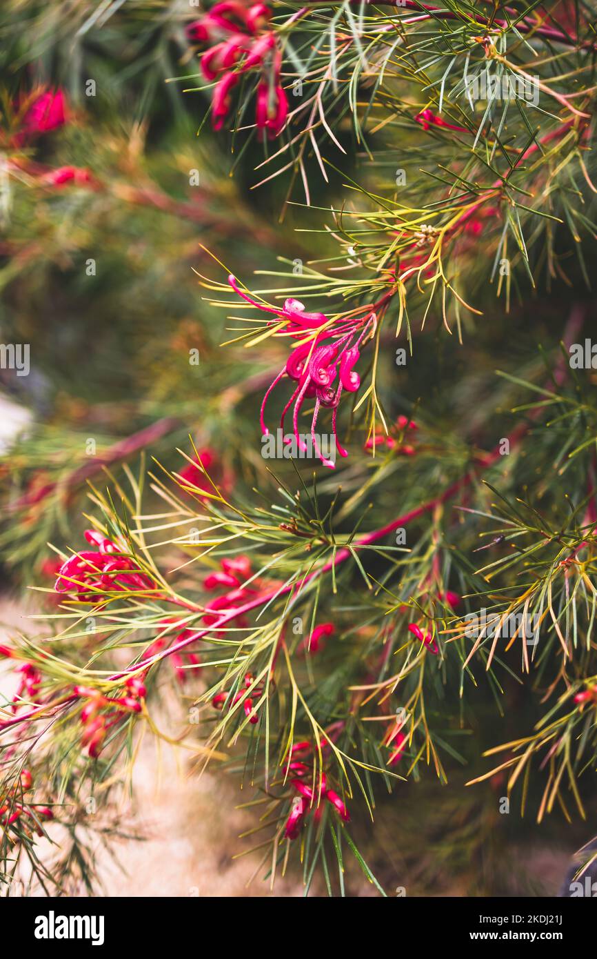 native Australian grevillea bon accord plant with red flowers outdoor ...