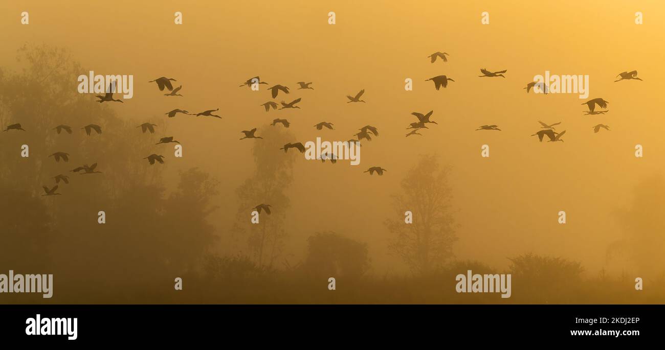 A flock of Asian Openbill Stork flying by trees in winter misty morning ...