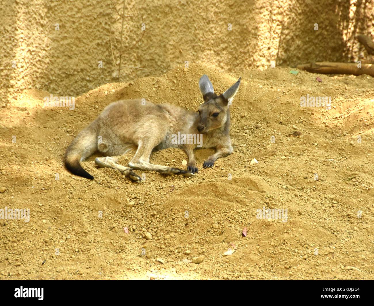 Los Angeles, California, USA 10th August 2022 Gray Kangaroo x at the LA ...