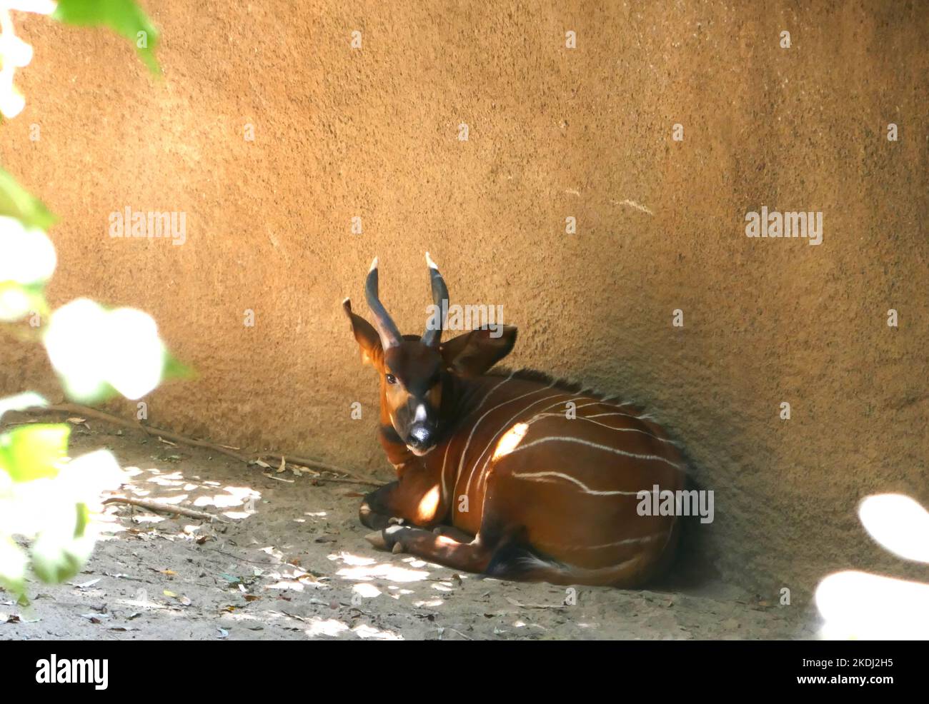Los Angeles, California, USA 10th August 2022 Mountain Bongo at the LA ...