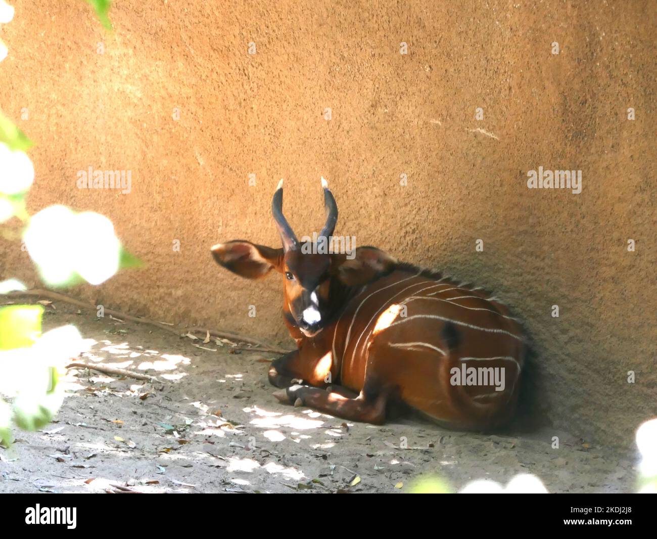 Los Angeles, California, USA 10th August 2022 Mountain Bongo at the LA ...
