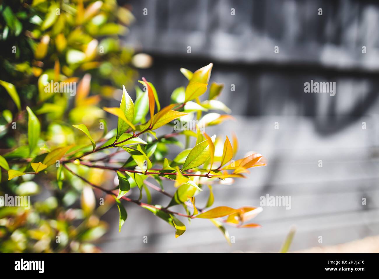 native Australian Lilly Pilly plant next to dark garden fence shot at ...