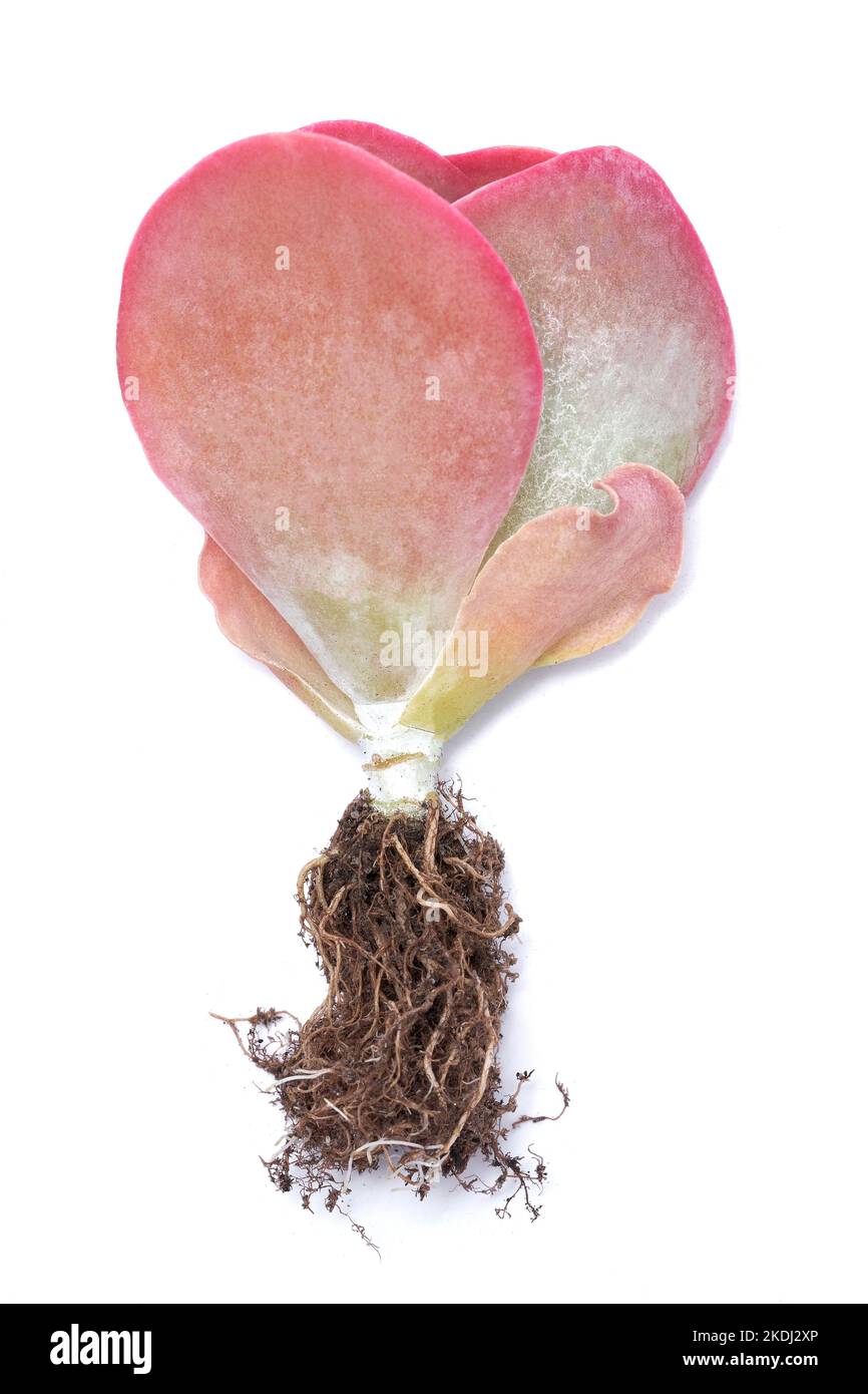 Echeveria Succulent rooted cutting Plant with roots Isolated on White ...