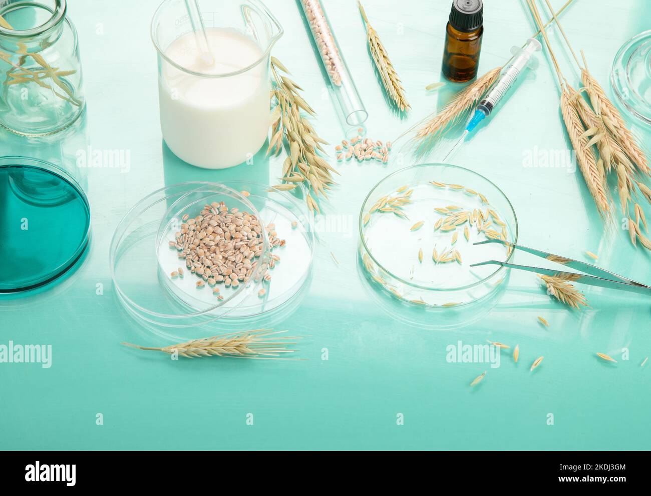 Analyzing agricultural wheat grains in laboratory. Wheat genetically ...