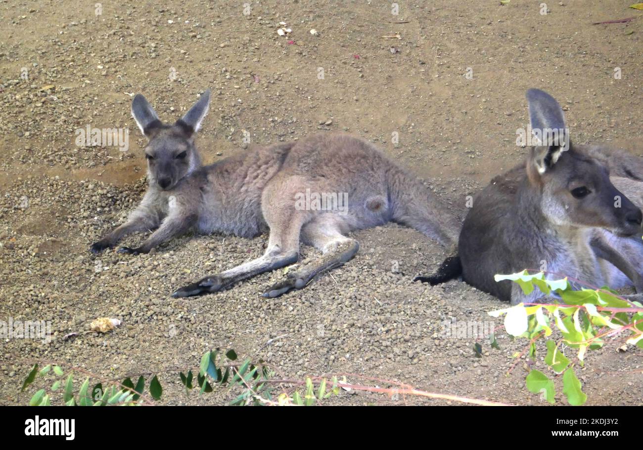 Los Angeles, California, USA 7th July 2022 Gray Kangaroos at the LA Zoo ...