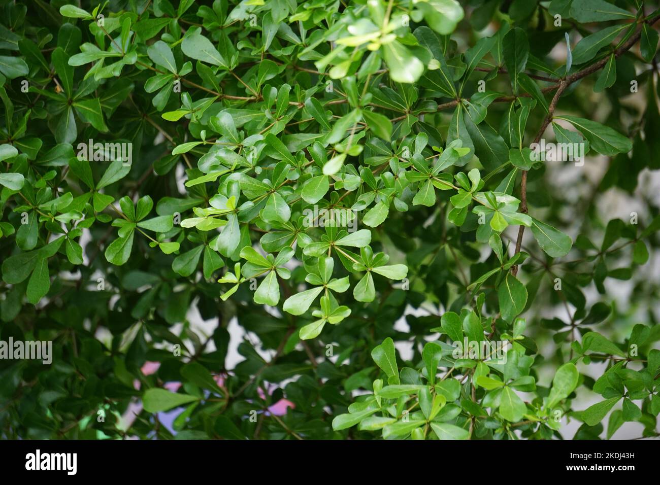 Terminalia neotaliala hi-res stock photography and images - Alamy