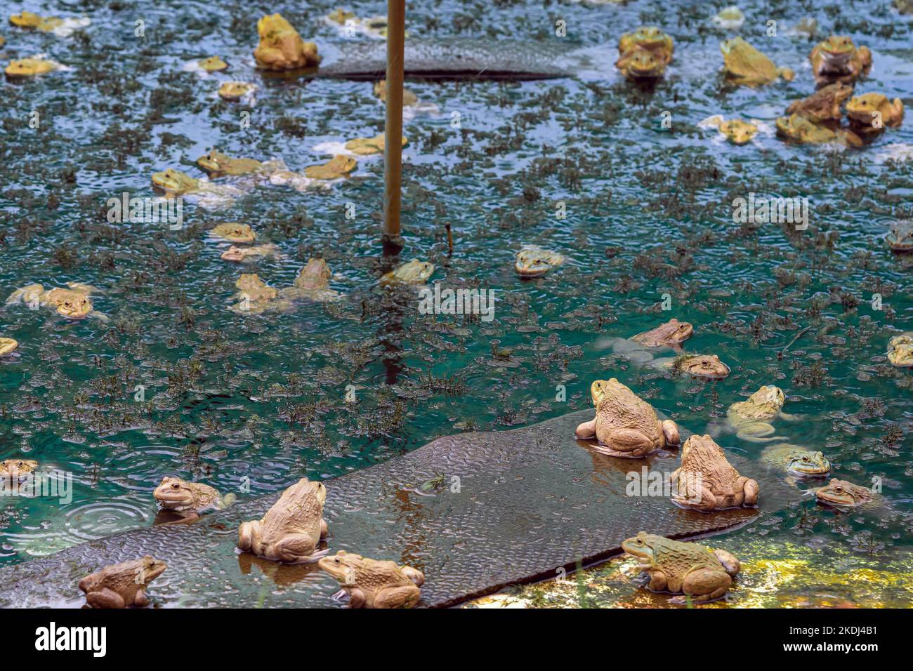 Frogs farm for agriculture at house. Cultivation of frogs with water ...