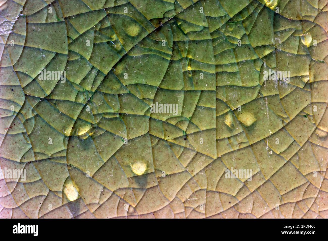 Close up to background and texture of stretch marks cracked on emerald ...