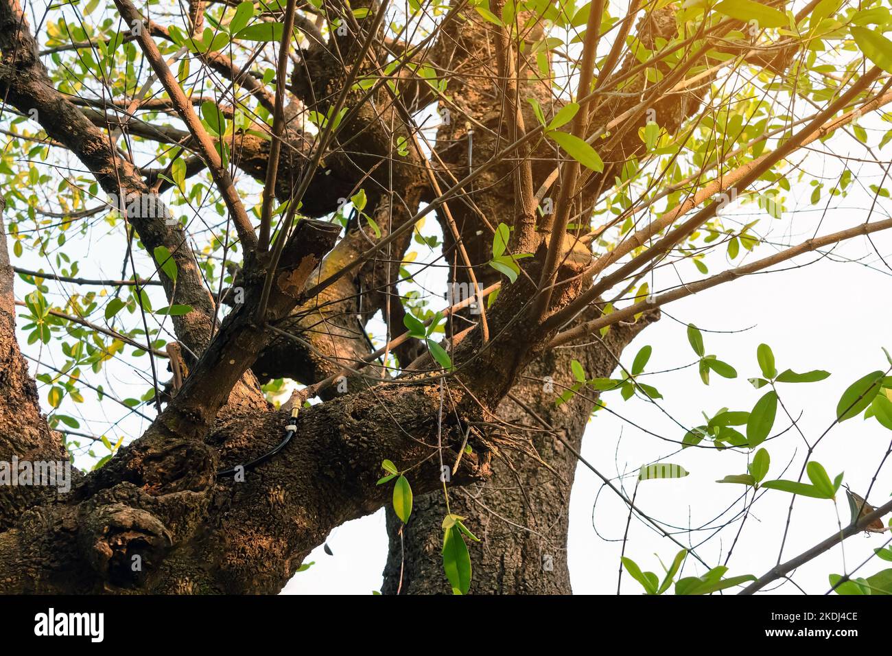 Brass mist nozzles or sprinklers for spraying water spray on trees ...