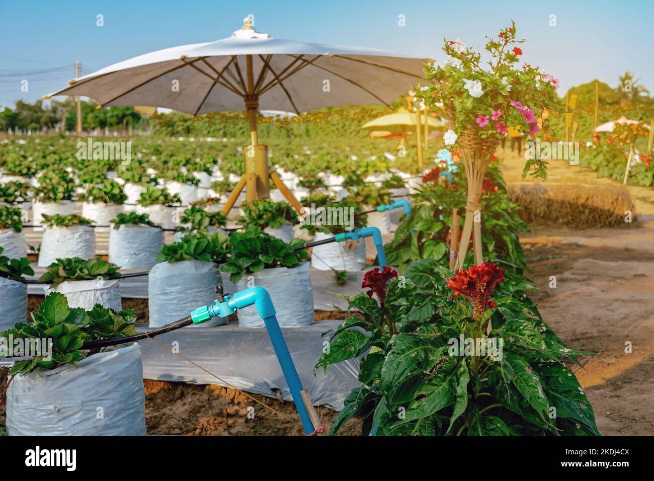 Valves drip irrigation system in organic strawberry farm. Watering ...