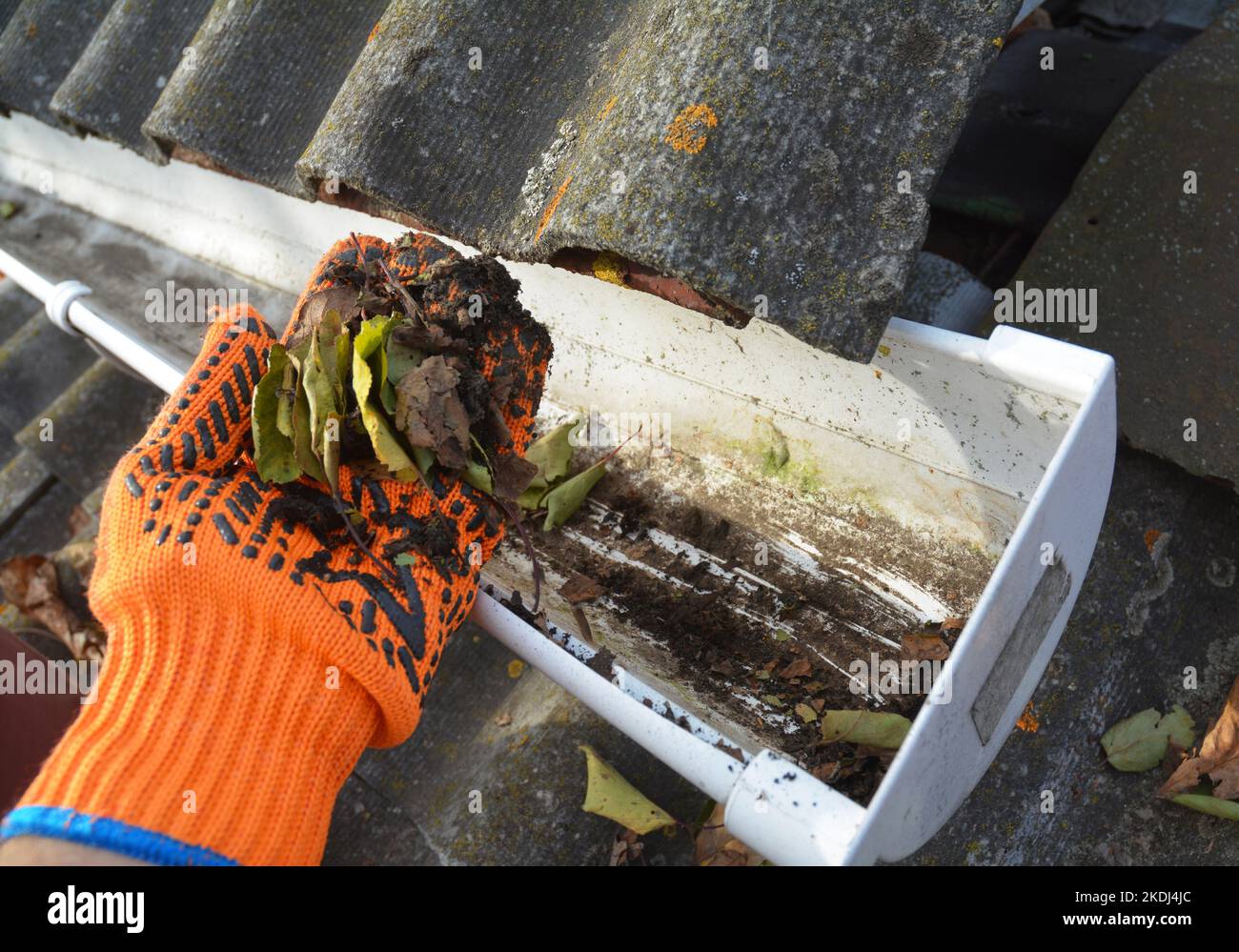 Cleaning a roof gutter with hands, removing dry leaves out of a clogged ...