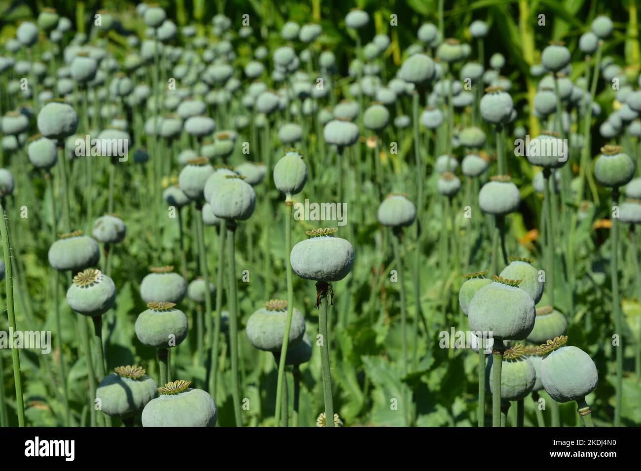 Afghan opium papaver or poppy cultivation as a concept of heroin ...