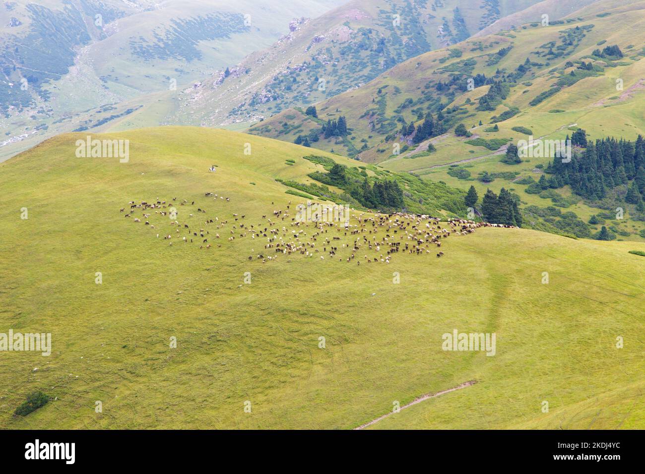 A herd of sheep grazes high in the mountains. Agriculture. Pasture in ...