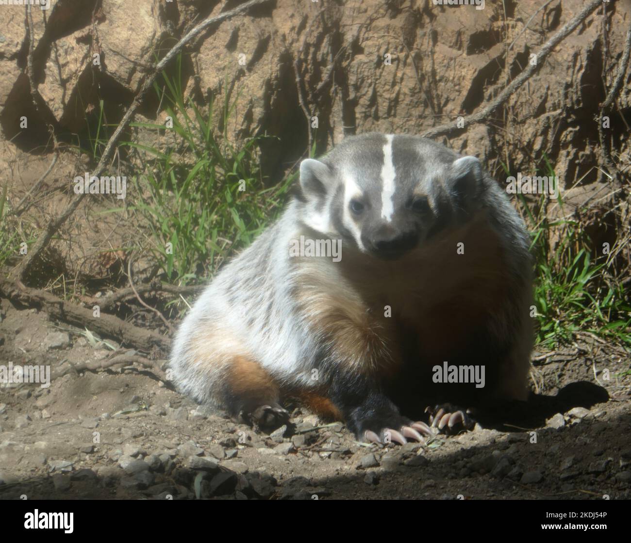 Los Angeles, California, USA 7th March 2022 American Badger at the LA ...
