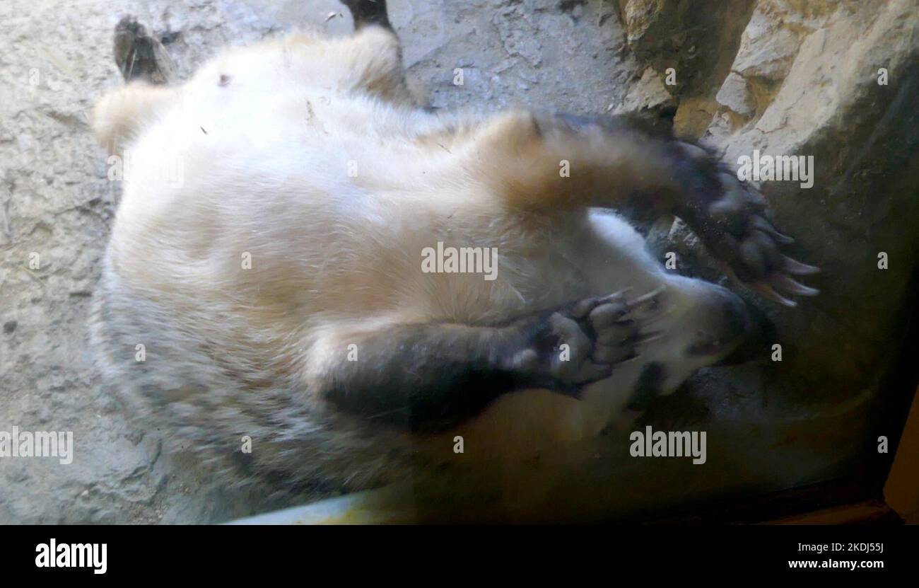 Los Angeles, California, USA 7th March 2022 American Badger at the LA ...