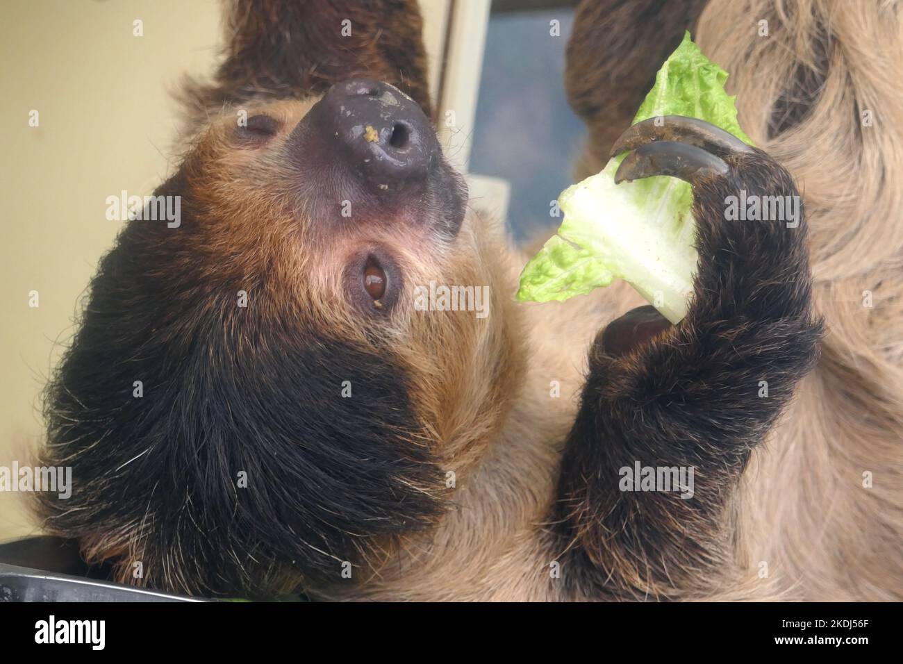Los Angeles, California, USA 7th March 2022 Sloth at the LA Zoo on ...