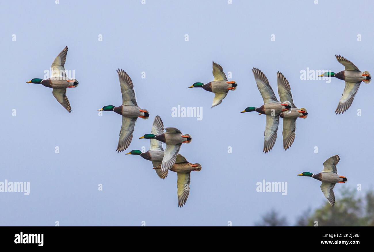 Group of flying ducks with blue sky background Stock Photo - Alamy