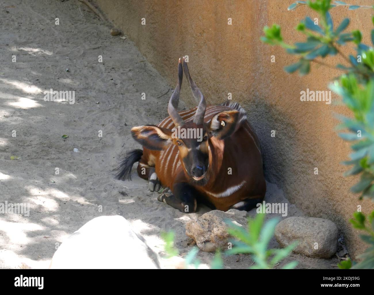 Los Angeles, California, USA 7th March 2022 Mountain Bongo at the LA ...