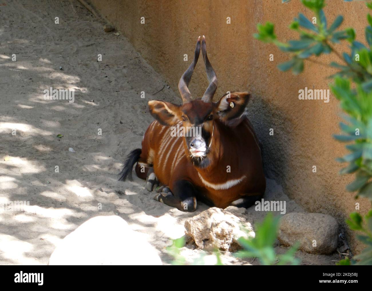 Los Angeles, California, USA 7th March 2022 Mountain Bongo at the LA ...