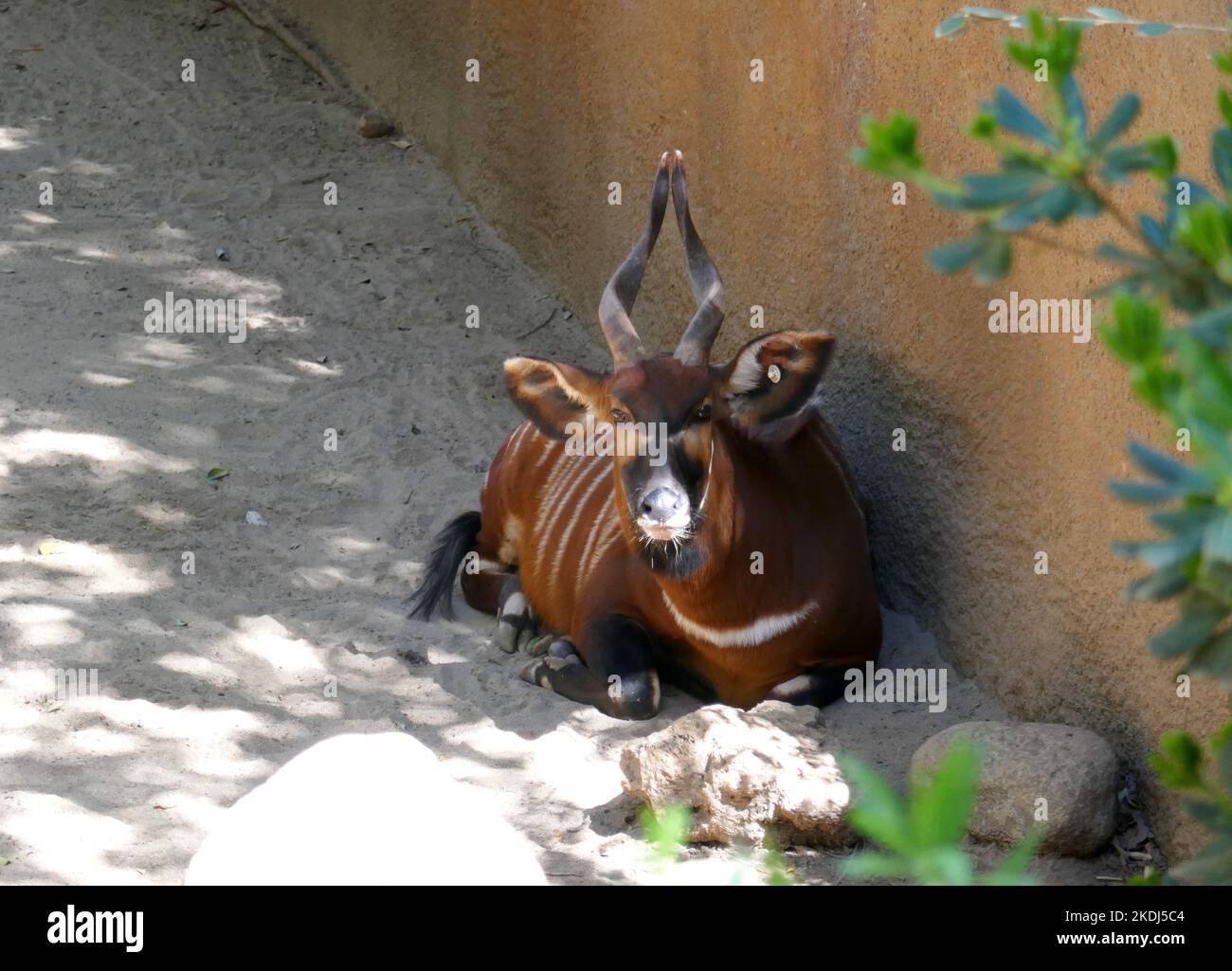 Los Angeles, California, USA 7th March 2022 Mountain Bongo at the LA ...