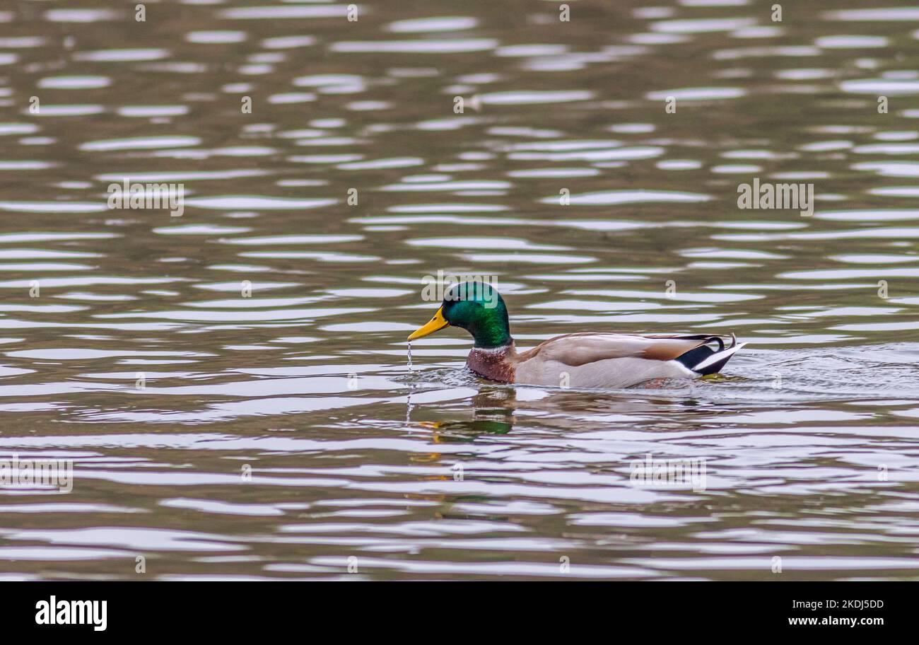 Duck on water scene. Duck water. Duck swim. Ducks swimming water Stock ...