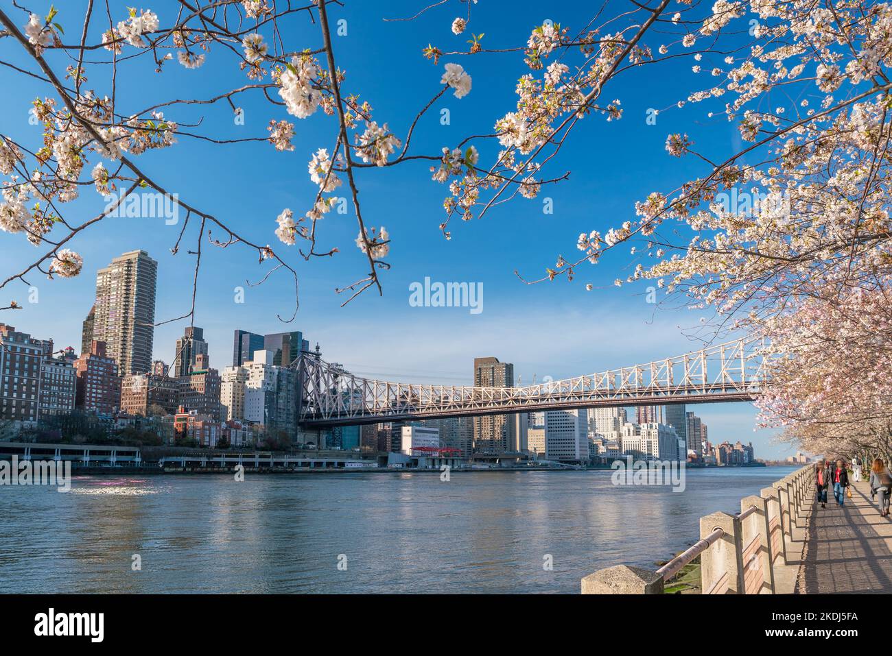 Queen bridge to Roosevelt Island during cherry blossom in New York City ...