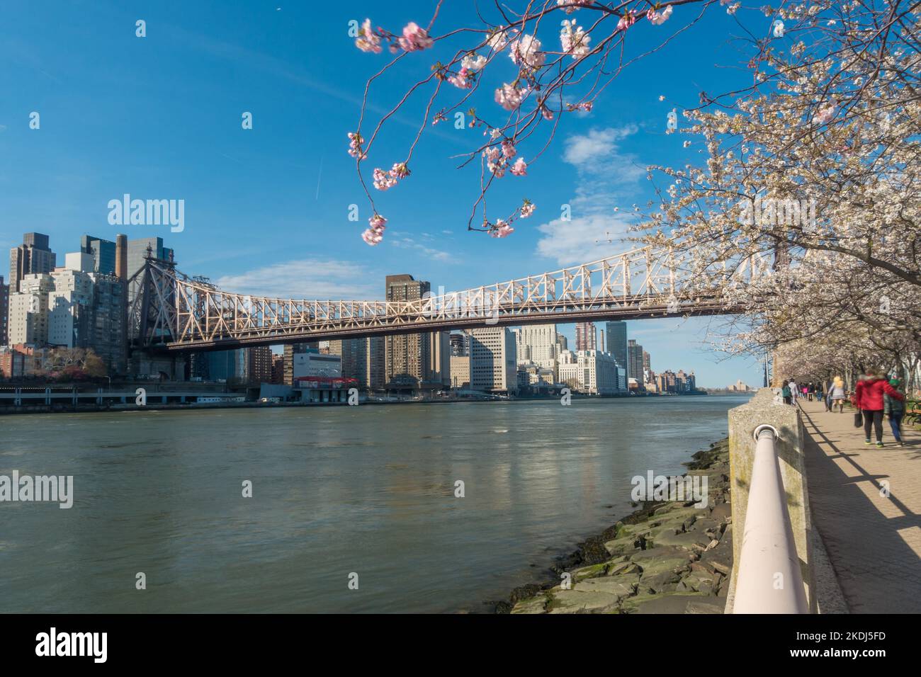 Queen bridge to Roosevelt Island during cherry blossom in New York City ...