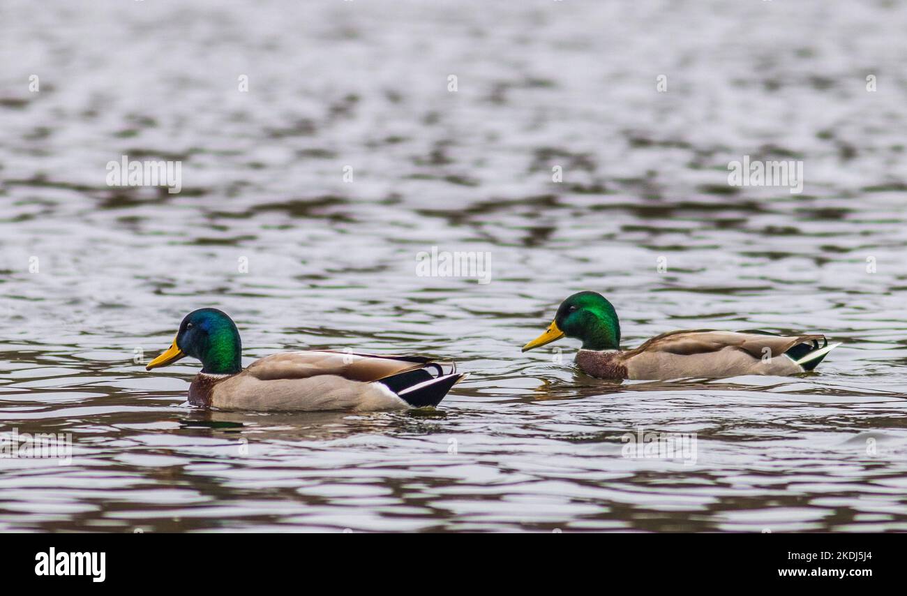 Duck on water scene. Duck water. Duck swim. Ducks swimming water Stock ...